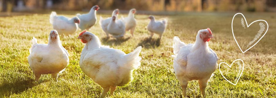 Inghams Enterprises job openings and vacancies | SEEK