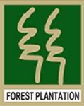 Forest Plantation Development job openings and vacancies | JobStreet